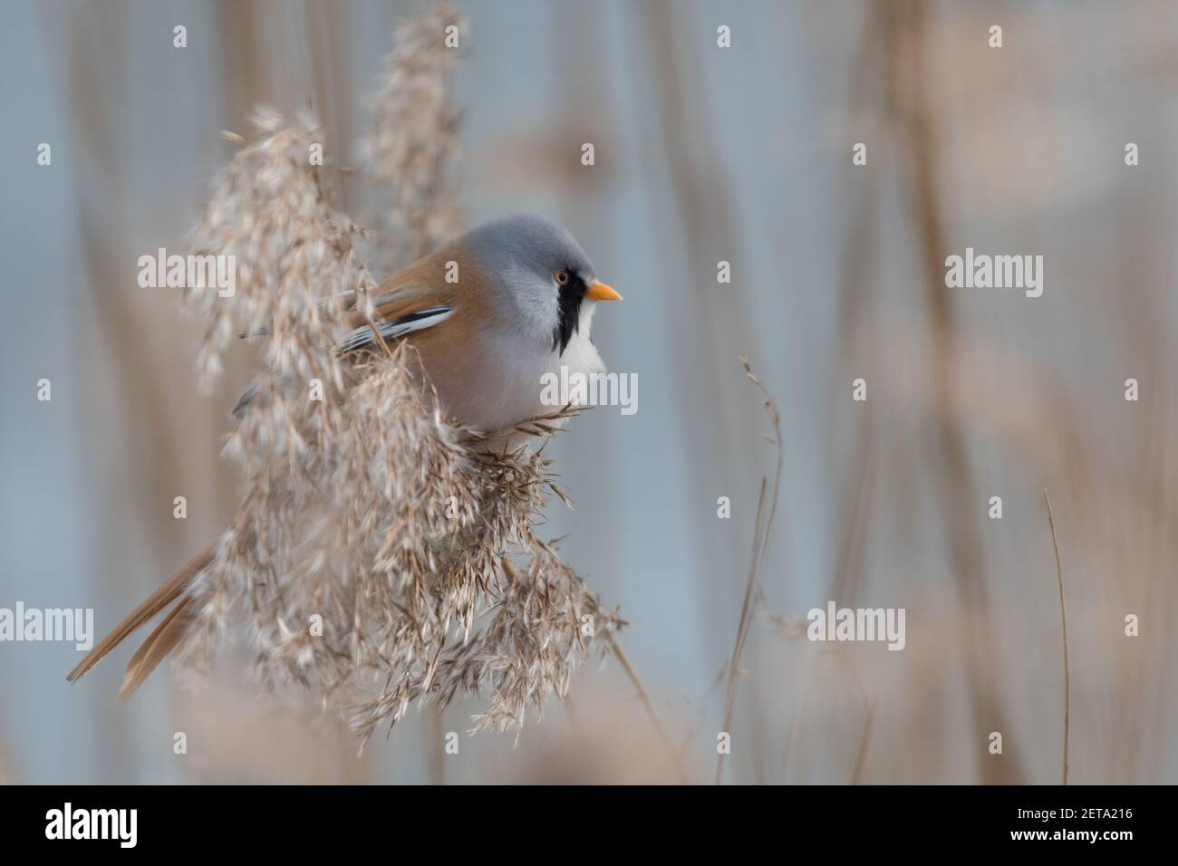 Bearded reedling (Panurus biarmicus) (male) eating the seeds of a reed ...