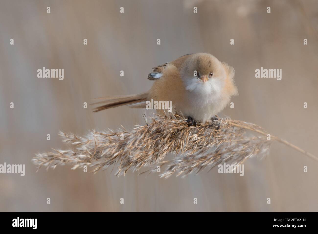 Bearded reedling (Panurus biarmicus) (female) eating the seeds of a ...