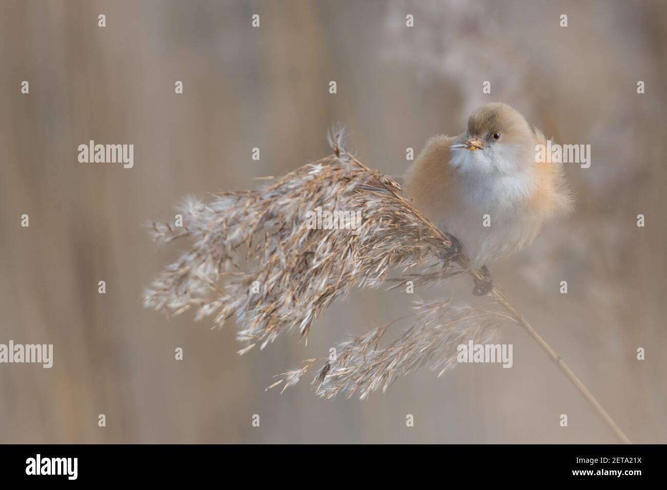 Bearded reedling (Panurus biarmicus) (female) eating the seeds of a ...