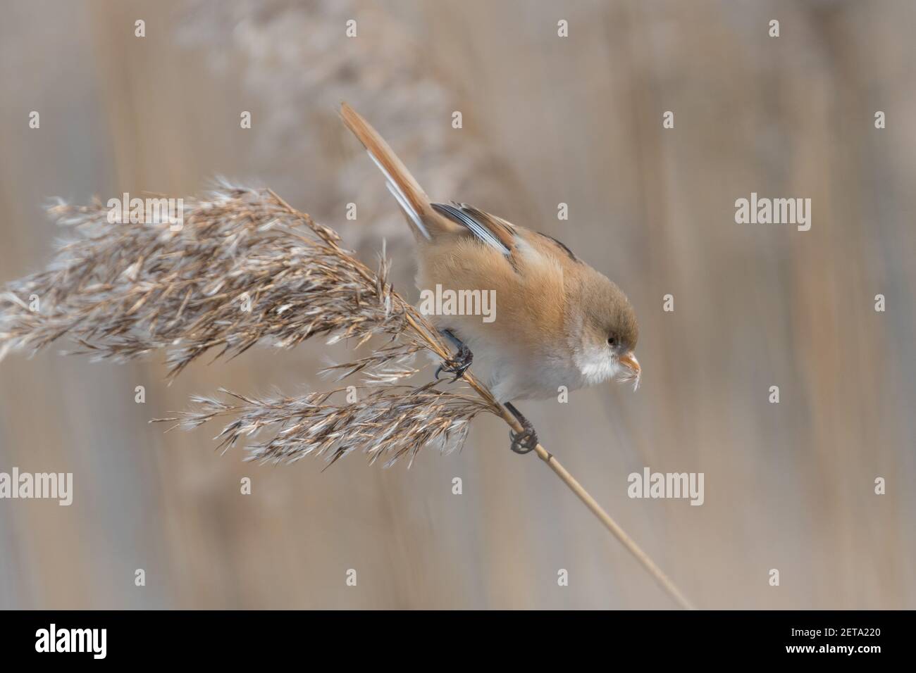 Bearded reedling (Panurus biarmicus) (female) eating the seeds of a ...