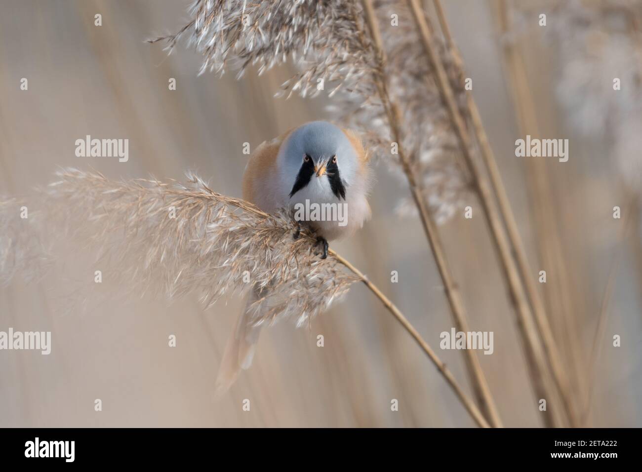 Bearded reedling (Panurus biarmicus) (male) eating the seeds of a reed ...