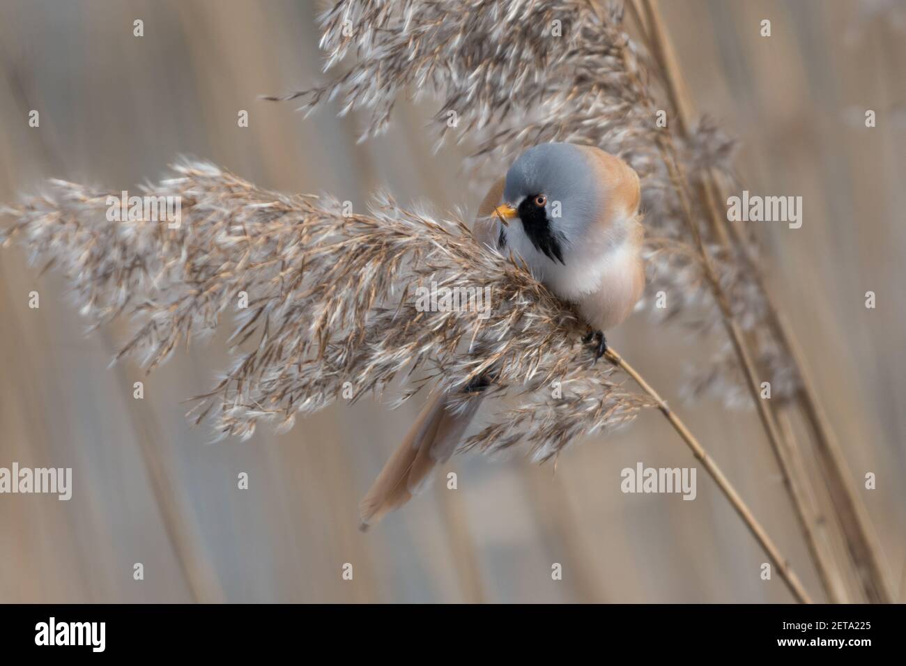 Bearded reedling (Panurus biarmicus) (male) eating the seeds of a reed ...