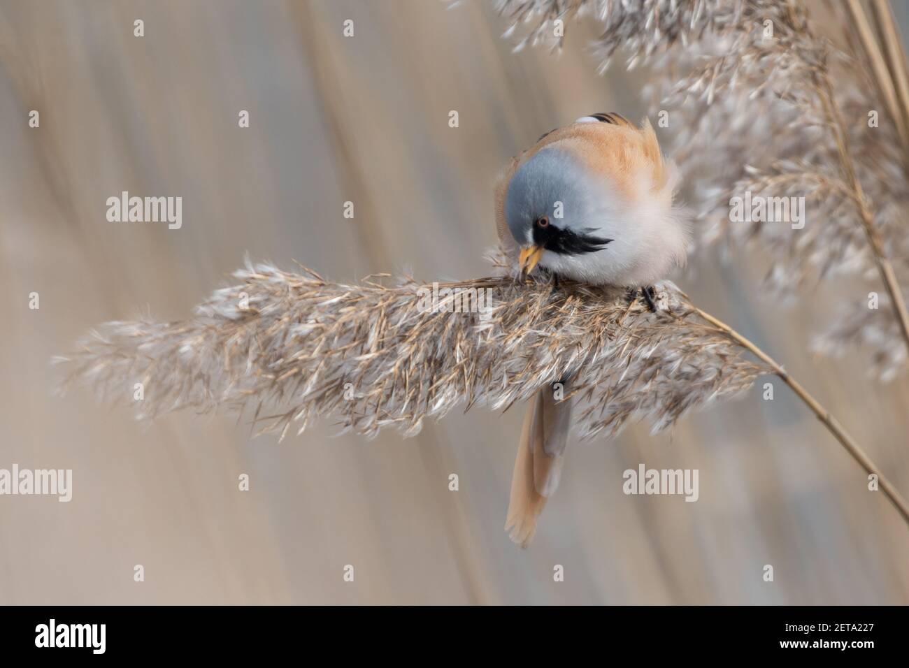 Bearded reedling (Panurus biarmicus) (male) eating the seeds of a reed ...