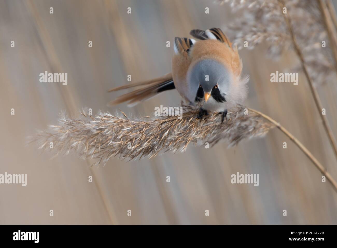 Bearded reedling (Panurus biarmicus) (male) eating the seeds of a reed ...