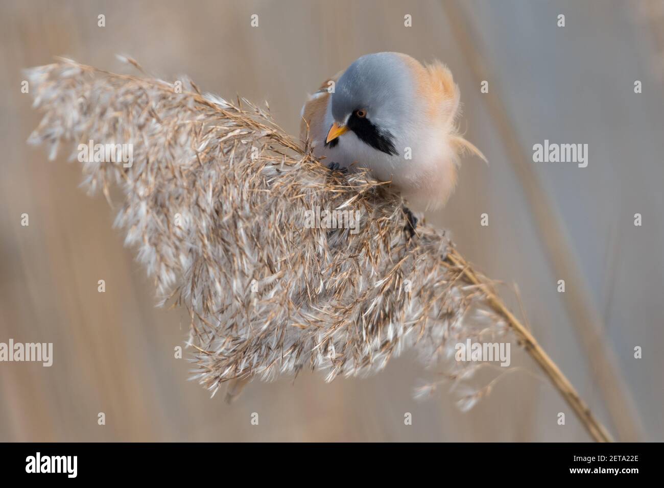 Bearded reedling (Panurus biarmicus) (male) eating the seeds of a reed ...