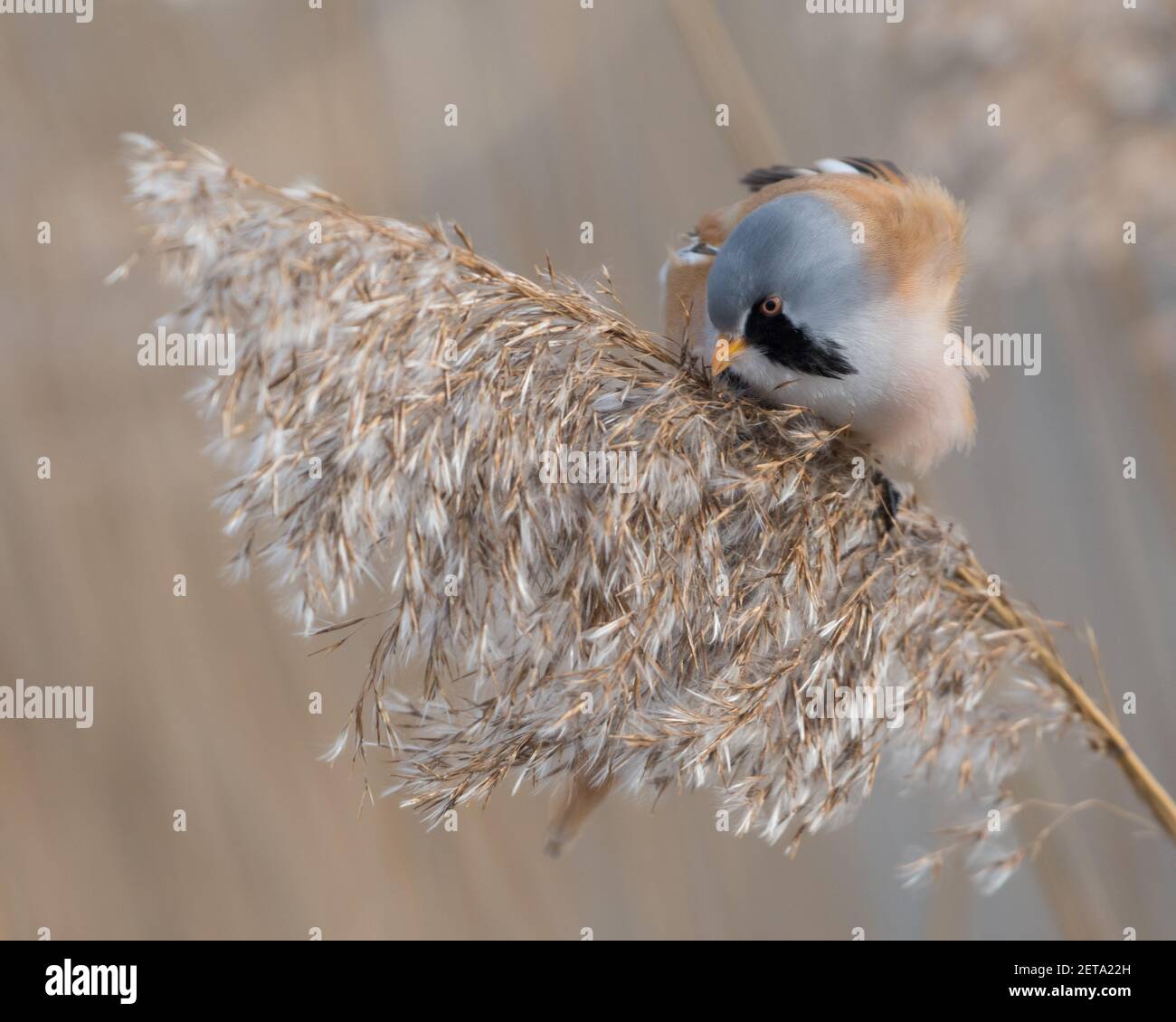 Bearded reedling (Panurus biarmicus) (male) eating the seeds of a reed ...