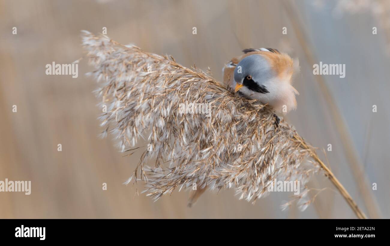 Bearded reedling (Panurus biarmicus) (male) eating the seeds of a reed ...