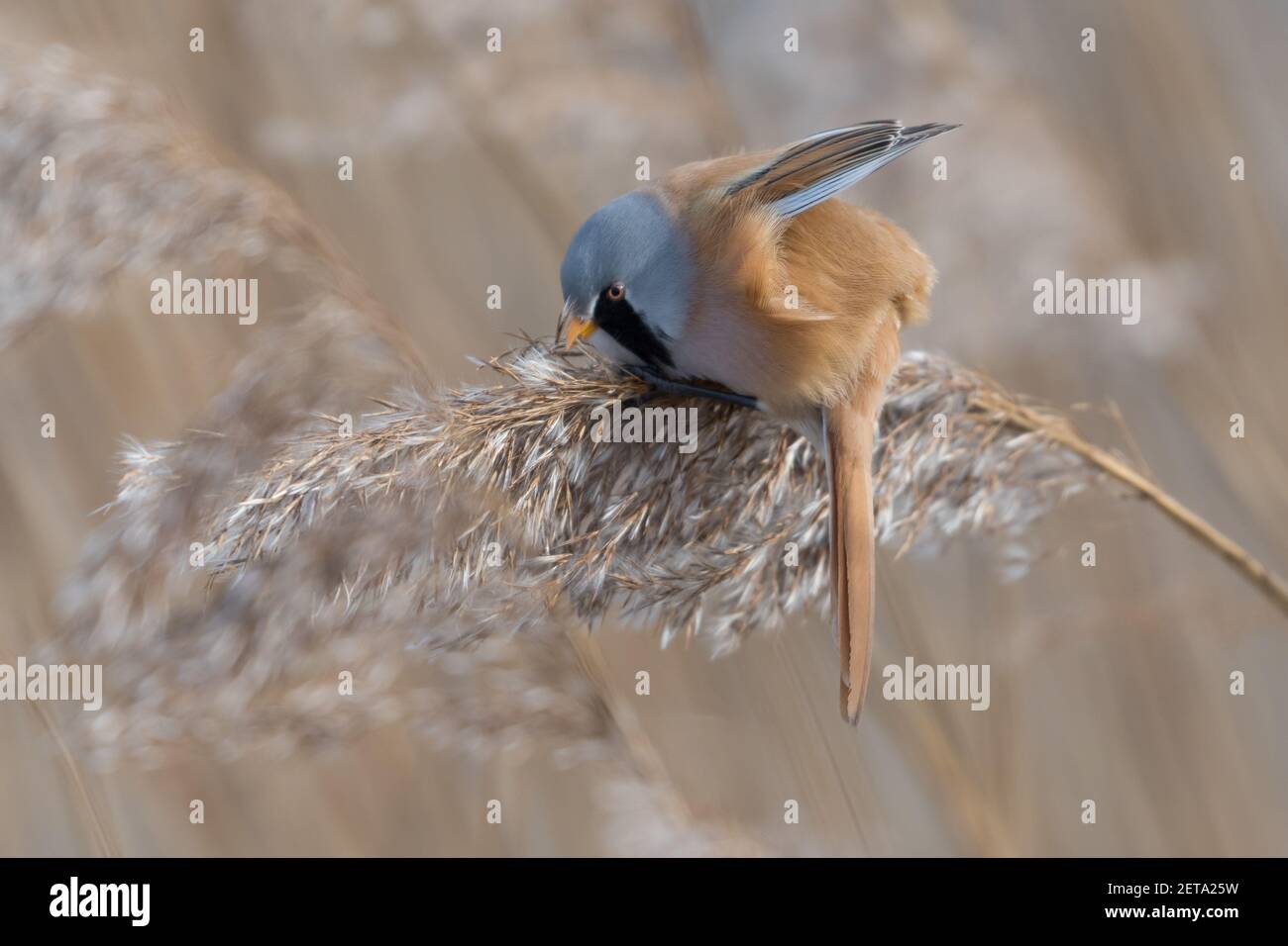 Bearded reedling (Panurus biarmicus) (male) eating the seeds of a reed ...
