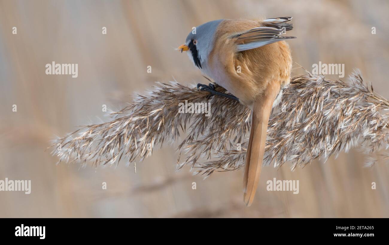 Bearded reedling (Panurus biarmicus) (male) eating the seeds of a reed ...