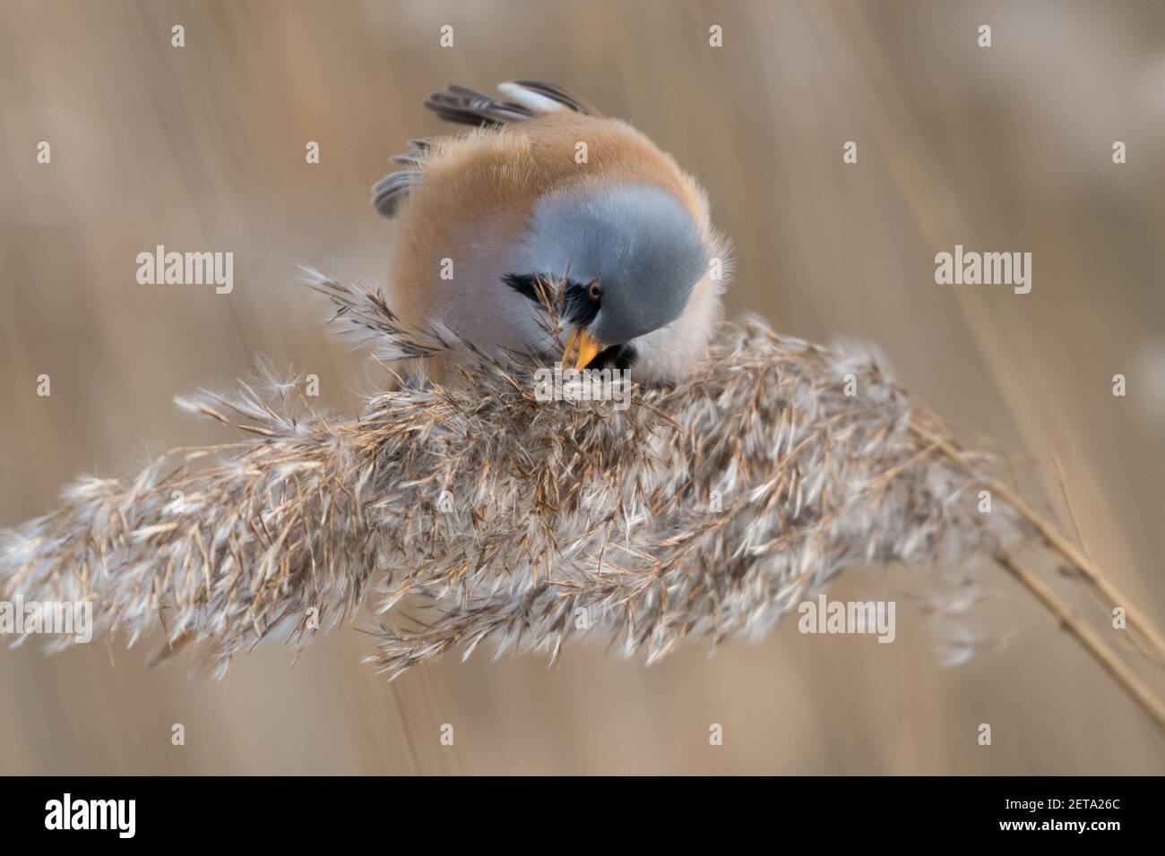 Bearded reedling (Panurus biarmicus) (male) eating the seeds of a reed ...