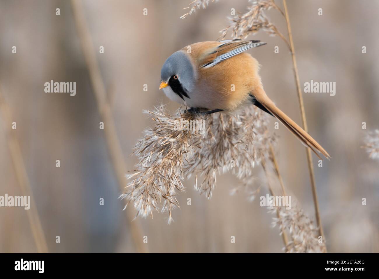 Bearded reedling (Panurus biarmicus) (male) eating the seeds of a reed ...