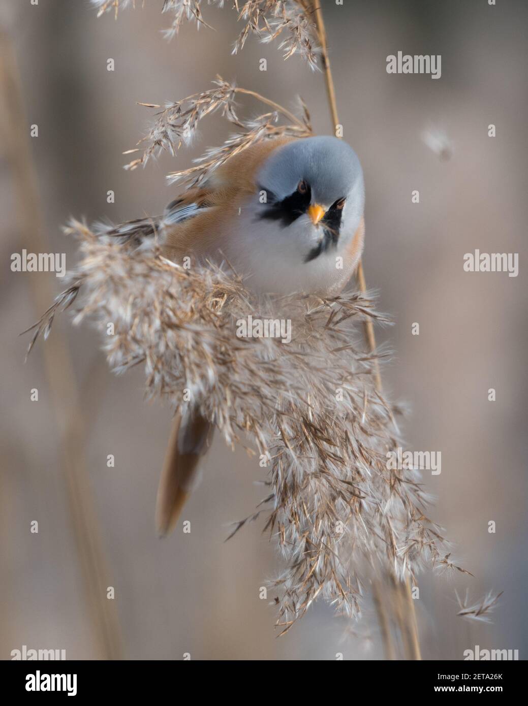 Bearded reedling (Panurus biarmicus) (male) eating the seeds of a reed ...
