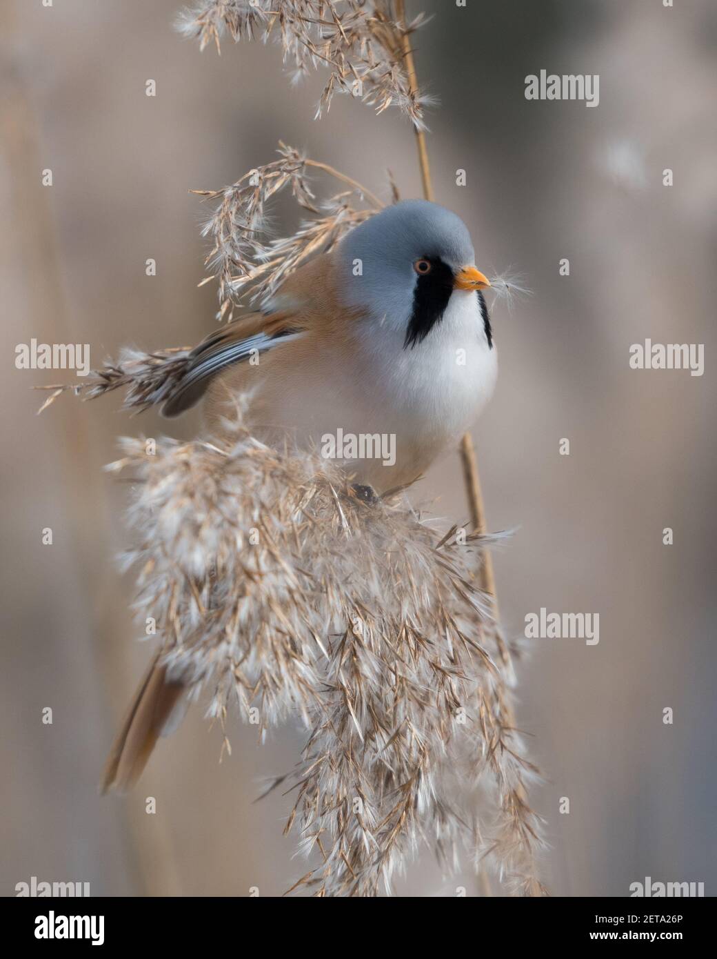 Bearded reedling (Panurus biarmicus) (male) eating the seeds of a reed ...