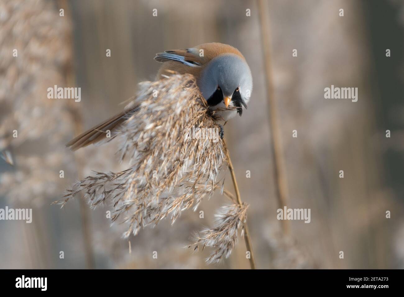 Bearded reedling (Panurus biarmicus) (male) eating the seeds of a reed ...