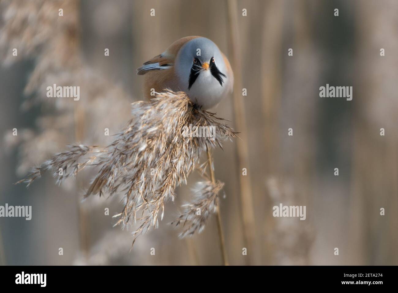 Bearded reedling (Panurus biarmicus) (male) eating the seeds of a reed ...