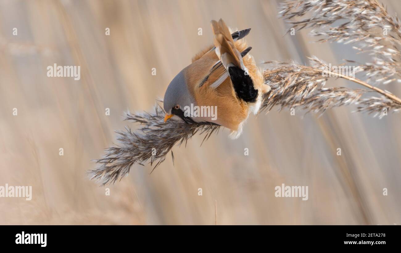 Bearded reedling (Panurus biarmicus) (male) eating the seeds of a reed ...