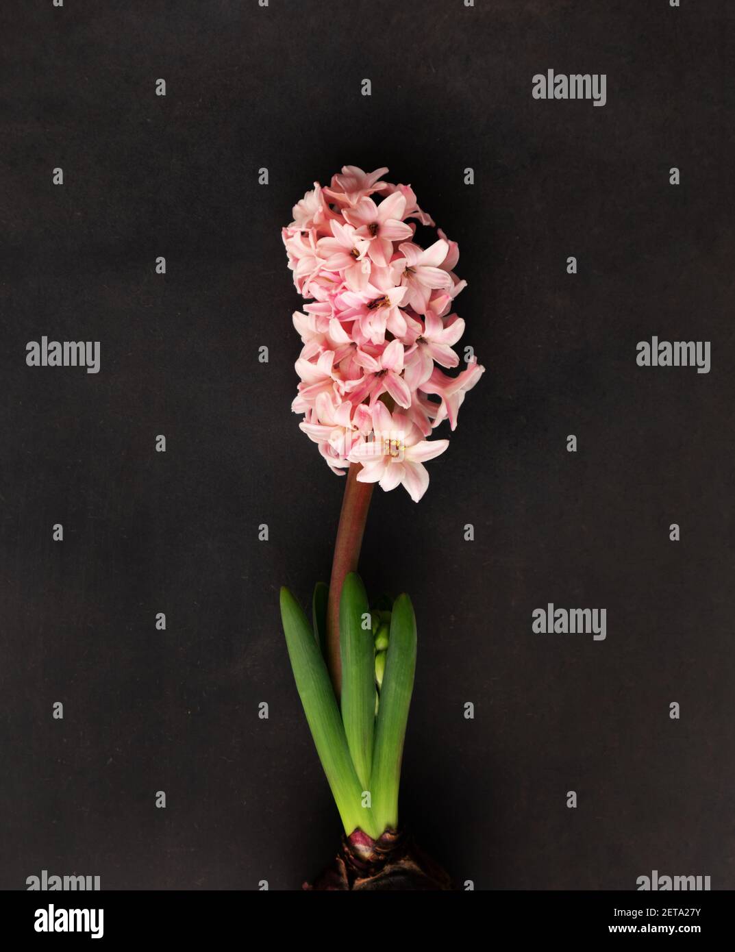 Spring flowers hyacinth on black background. Selective focus. Top view ...
