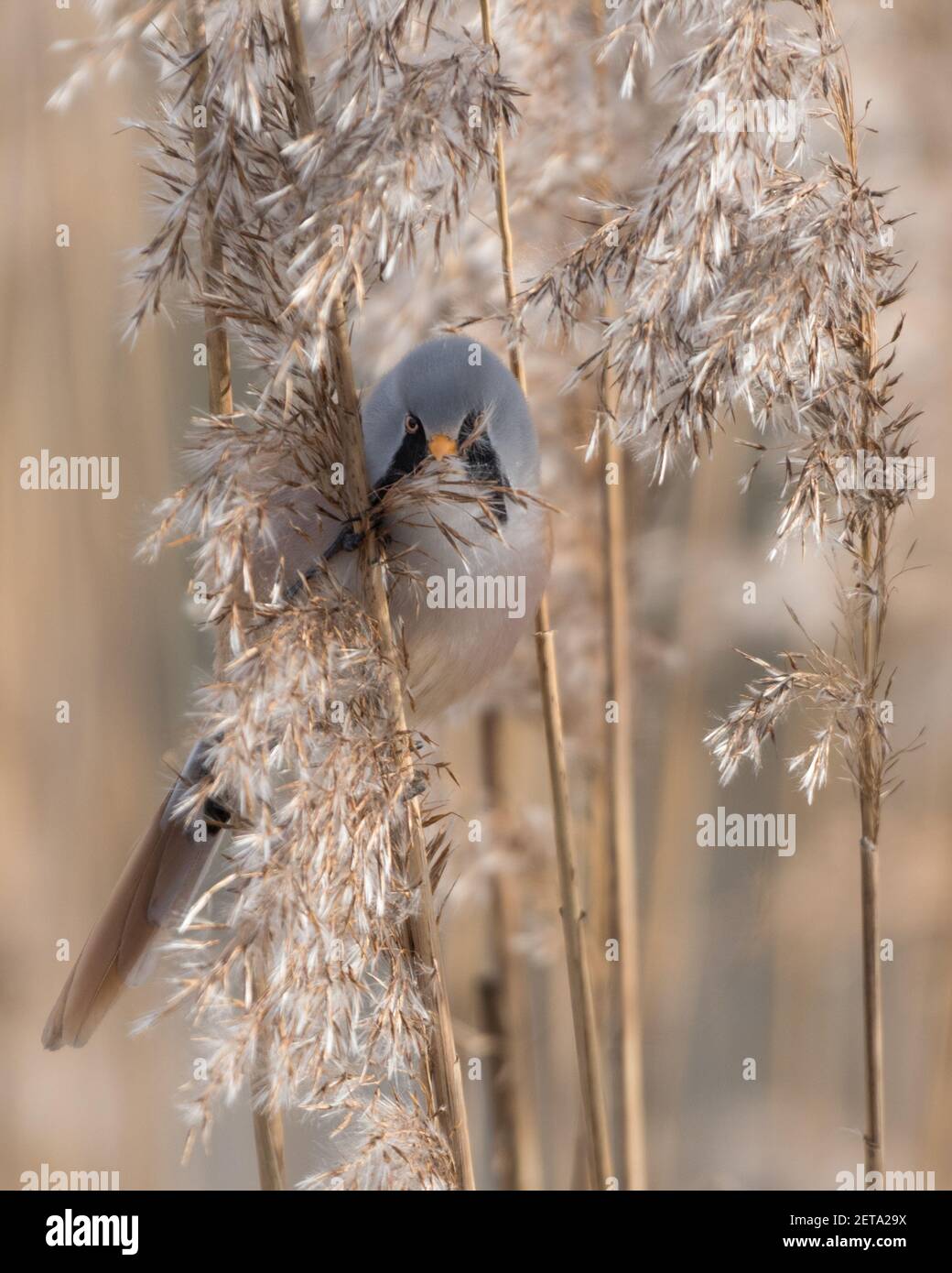 Bearded reedling (Panurus biarmicus) (male) eating the seeds of a reed ...