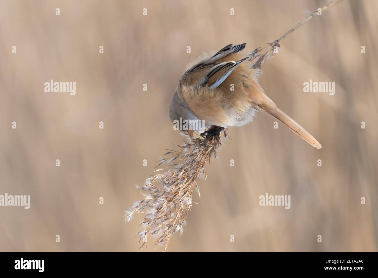 Bearded reedling (Panurus biarmicus) (female) eating the seeds of a ...