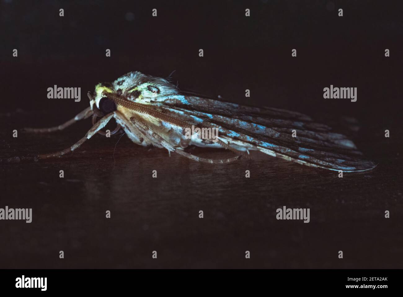 Exotic moth original to the Ecuadorian rainforest, these insects are ...