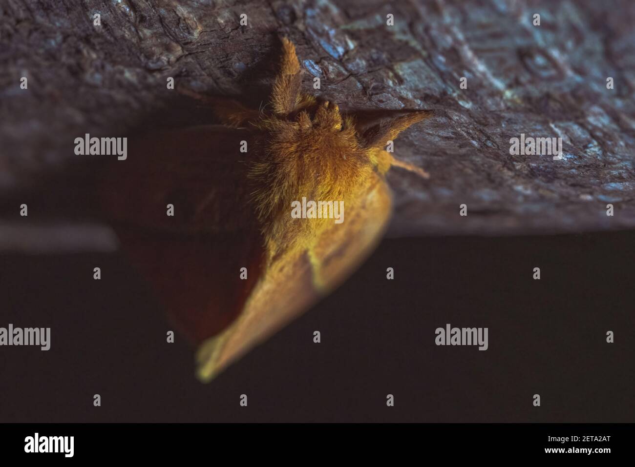 Exotic moth original to the Ecuadorian rainforest, these insects are ...