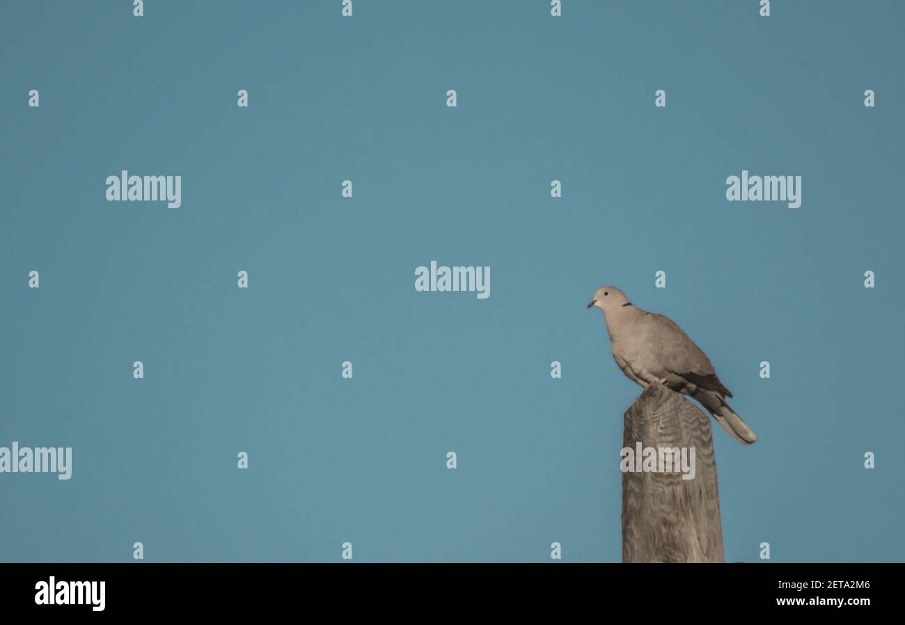 Turtle dove blue sky natural hi-res stock photography and images - Alamy