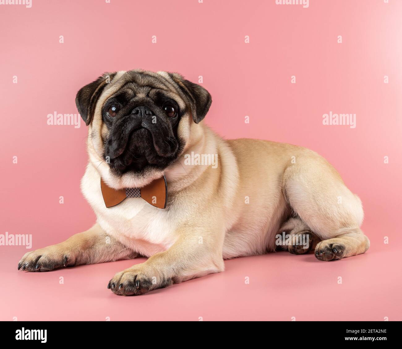 Cute Pug dog with bowtie on pink background Stock Photo - Alamy