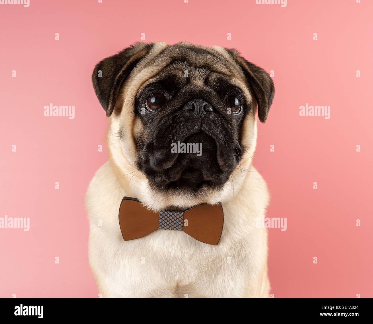 Cute Pug dog with bowtie on pink background Stock Photo - Alamy