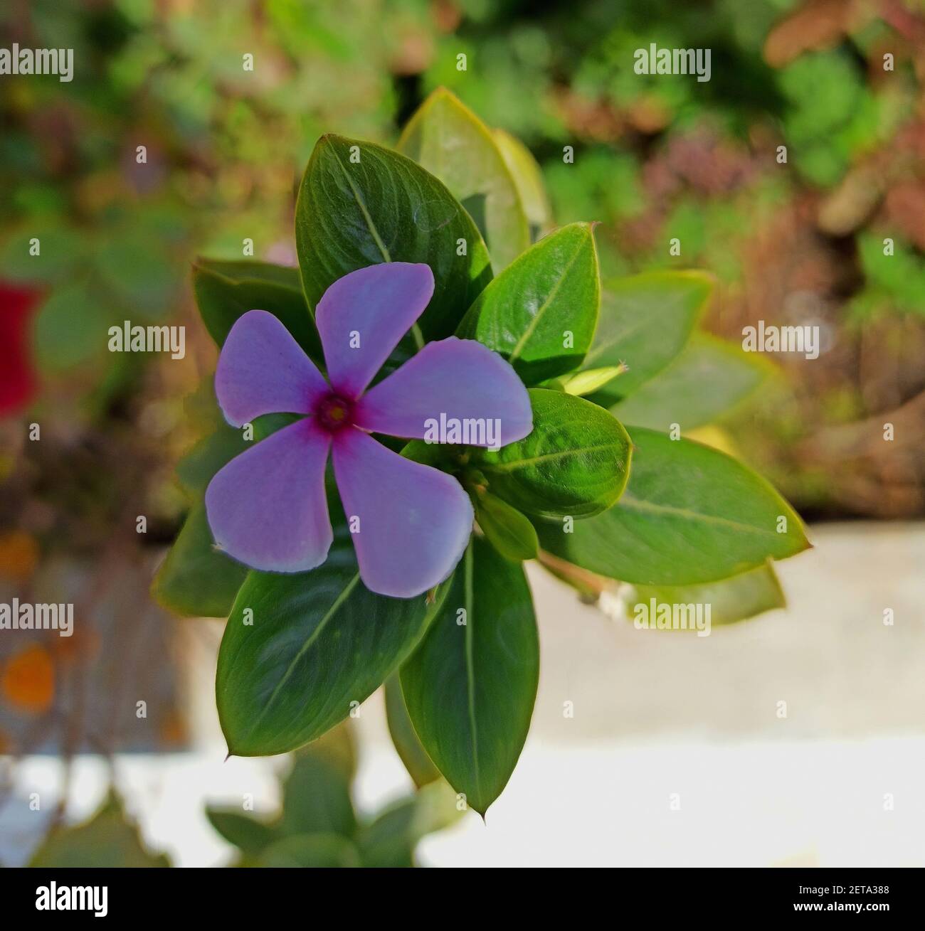 Sadafuli hi-res stock photography and images - Alamy