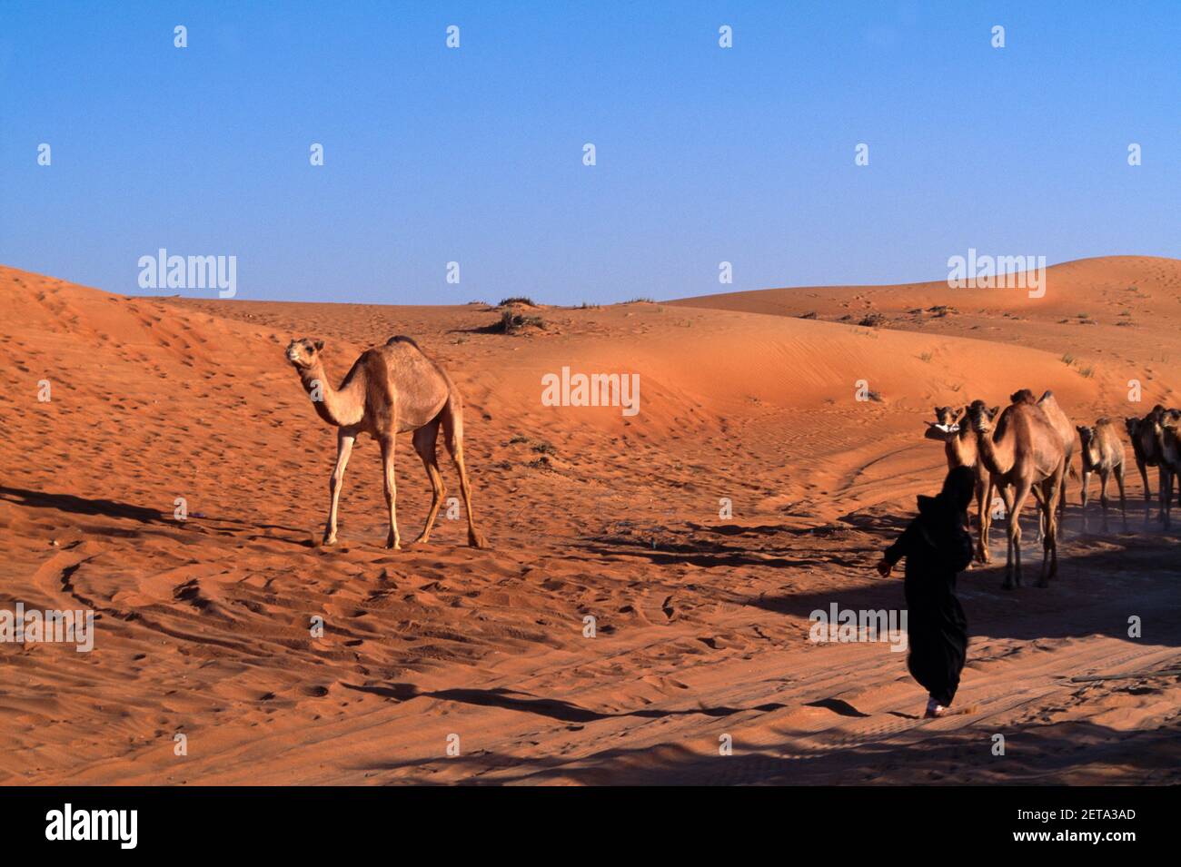 Al ain desert hi-res stock photography and images - Alamy