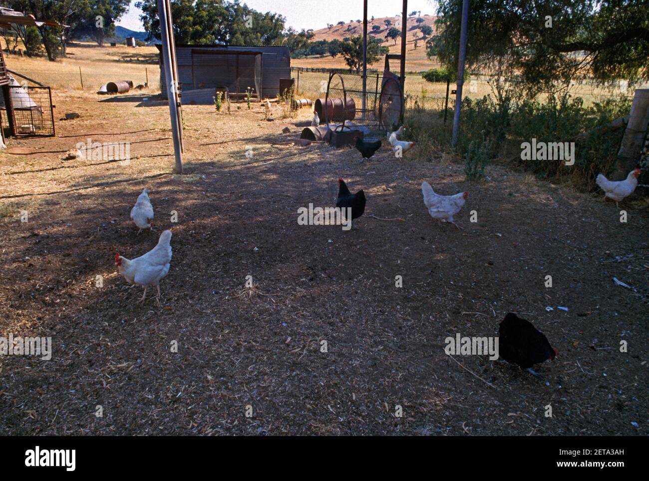 Poultry farm australia hi-res stock photography and images - Alamy