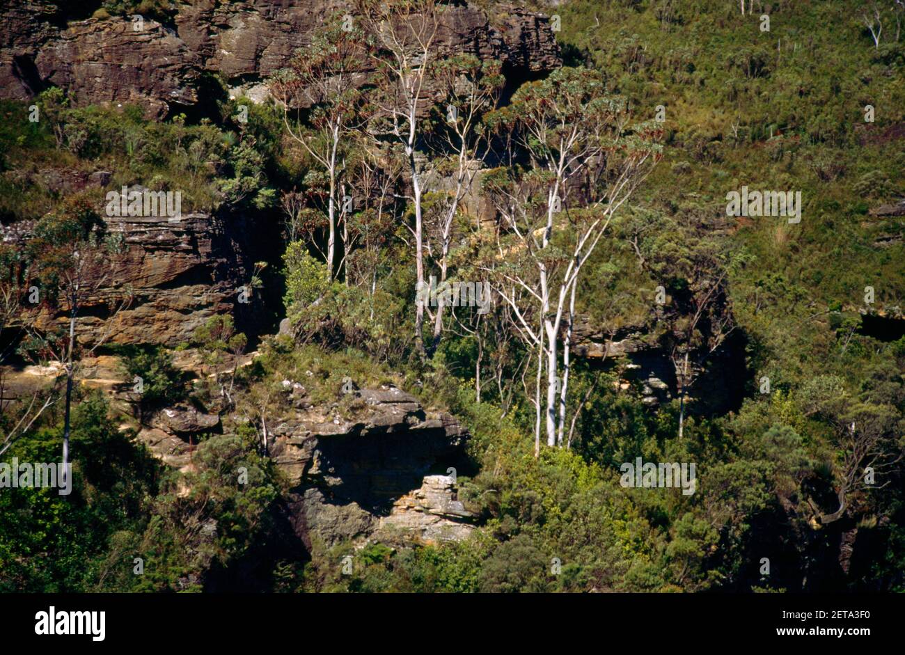 Acid rain damage forest hi-res stock photography and images - Alamy