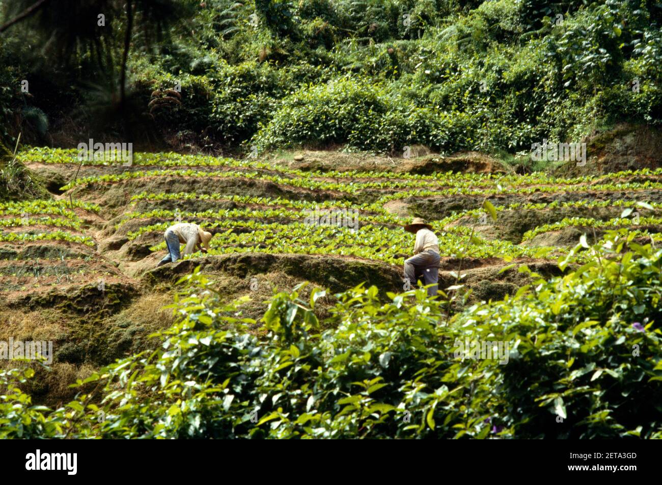 Malaysia Farming in Rainforest Stock Photo - Alamy