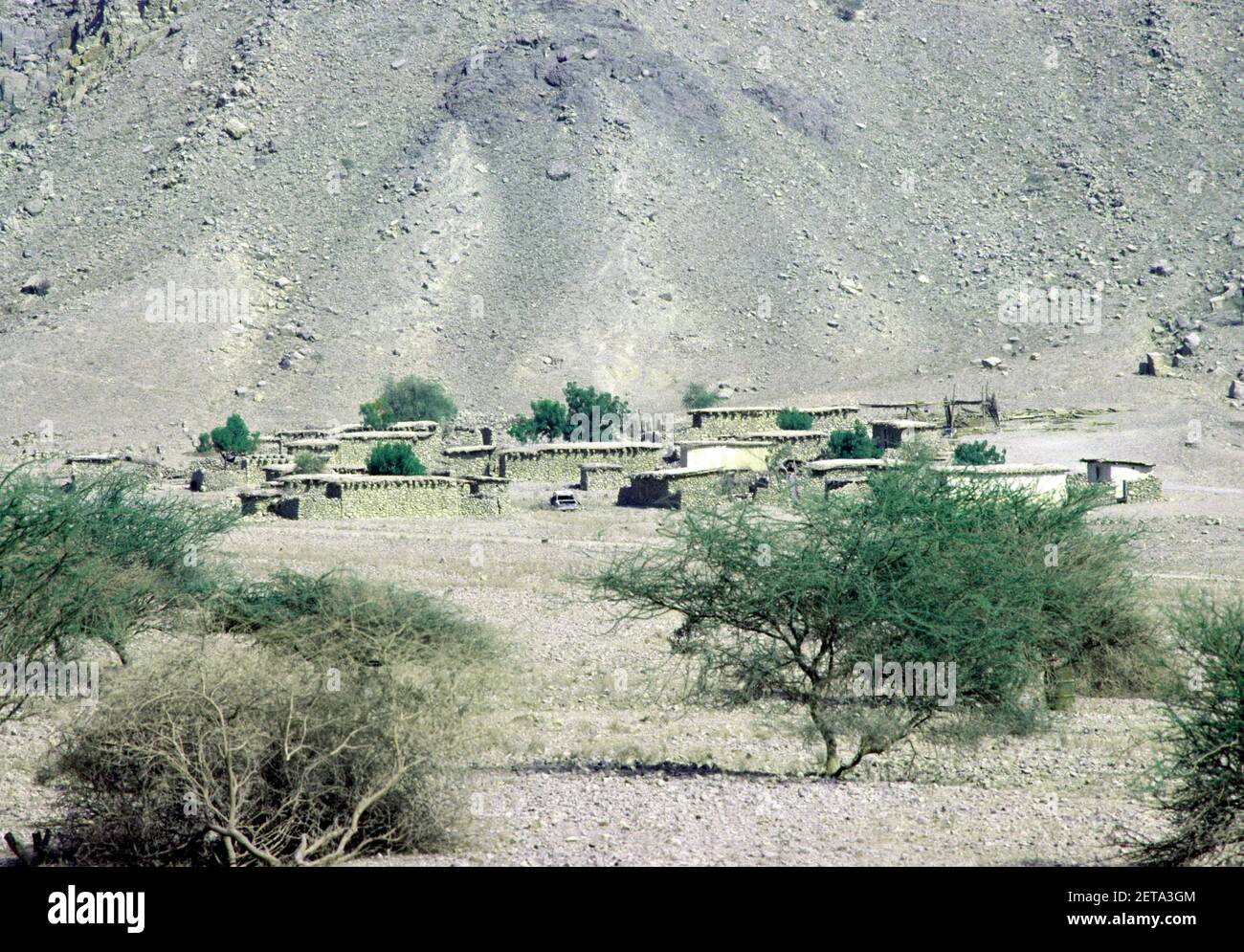 Sharjah UAE Village and Acacia Trees And Mountains Near Khor Fakkan ...
