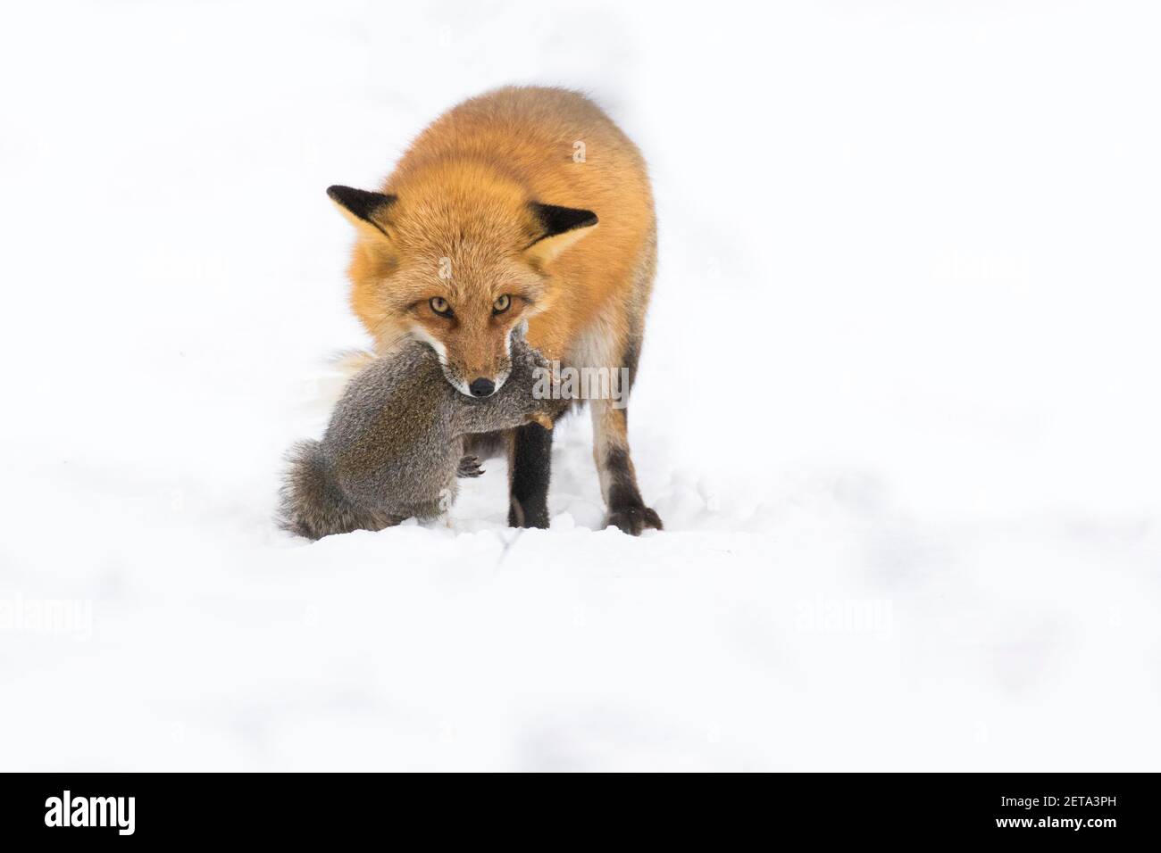 Red squirel snow hi-res stock photography and images - Alamy