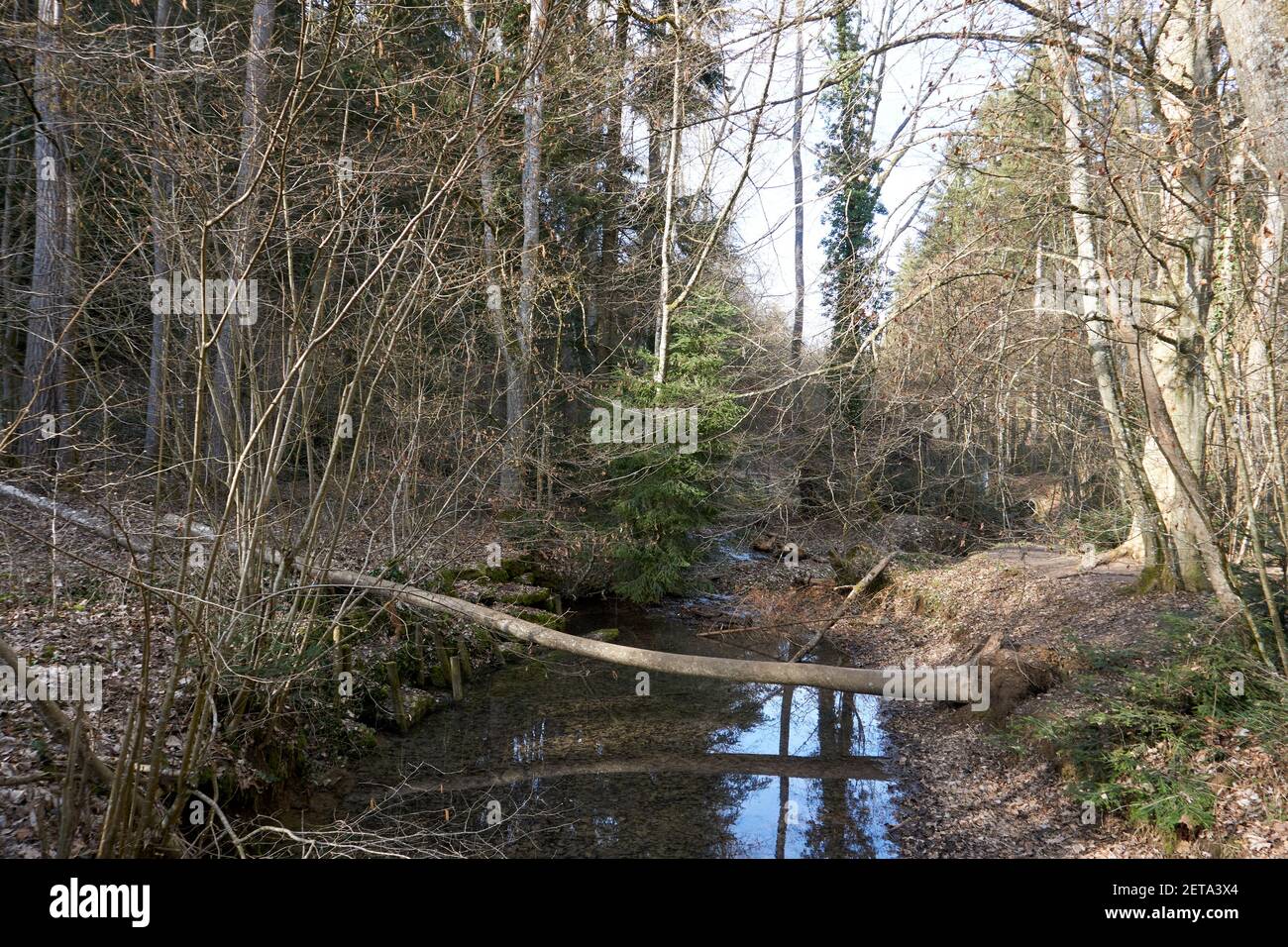 A fallen tree across the river in the forest Stock Photo - Alamy