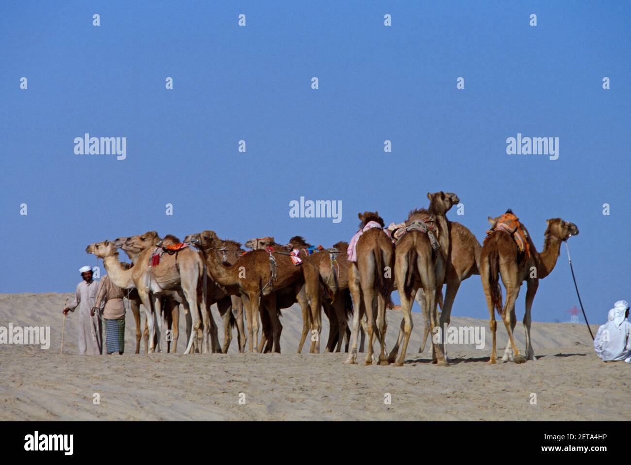 Dubai UAE Camels in Desert Stock Photo - Alamy