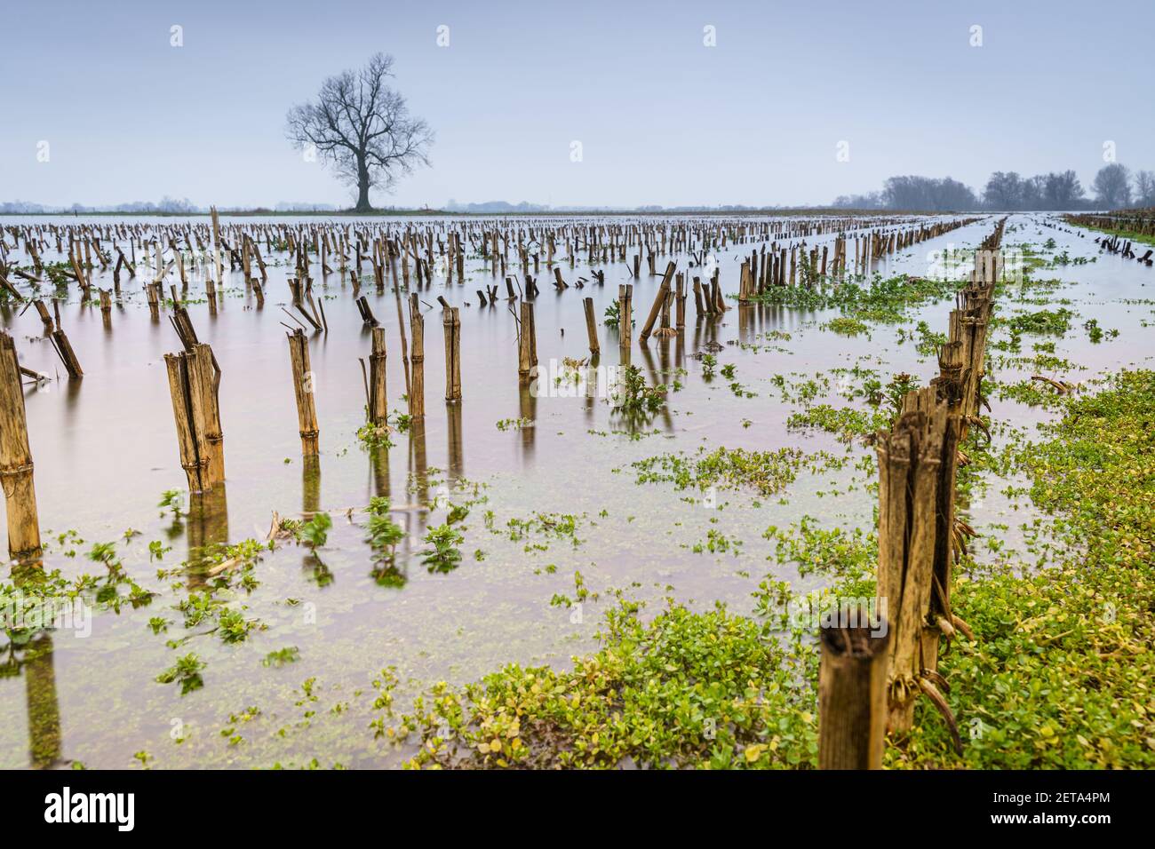 A landscaof a farm field covered in planted trees after the high tide ...