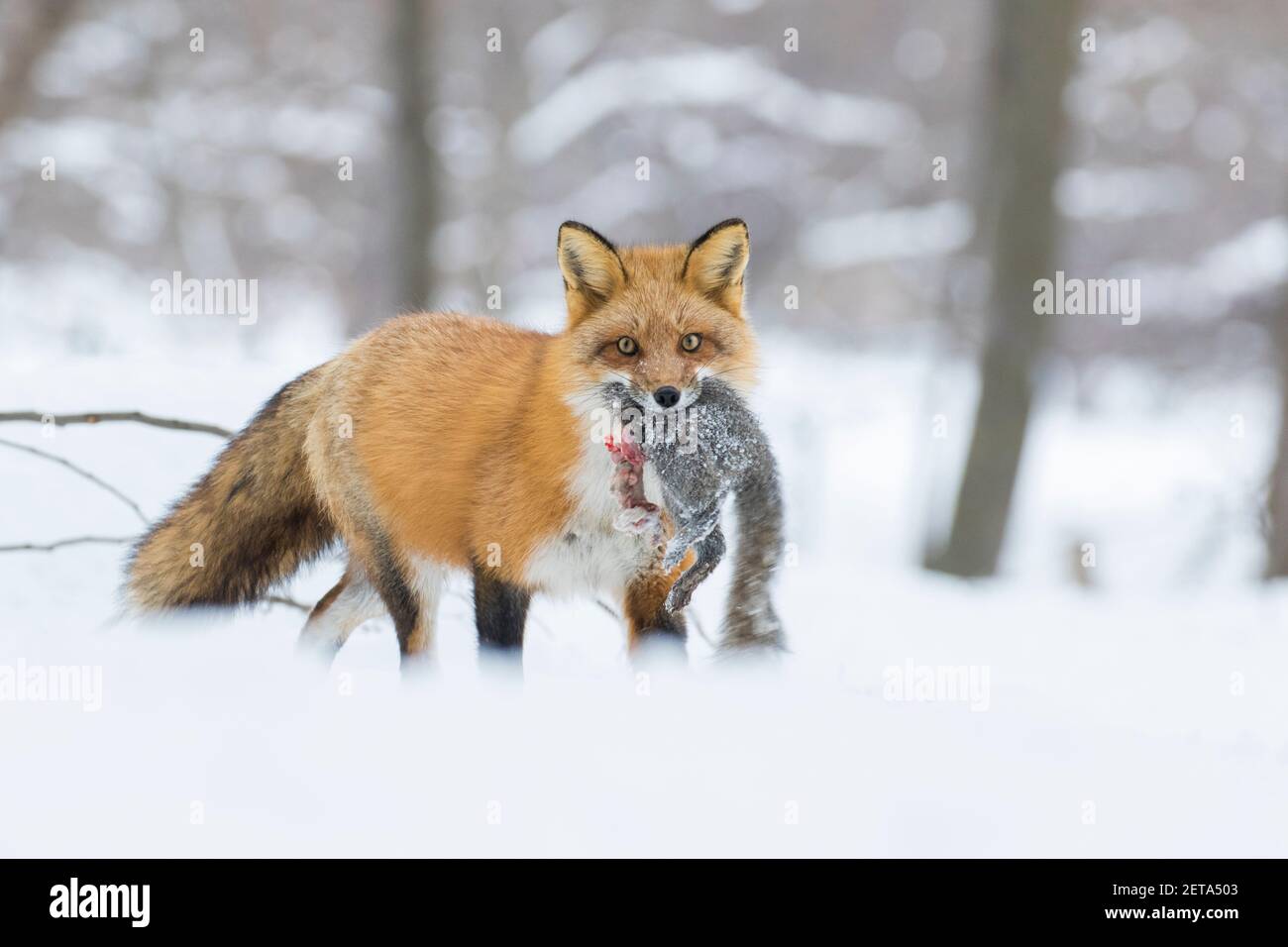 Red fox in winter eating gray squirrel Stock Photo - Alamy