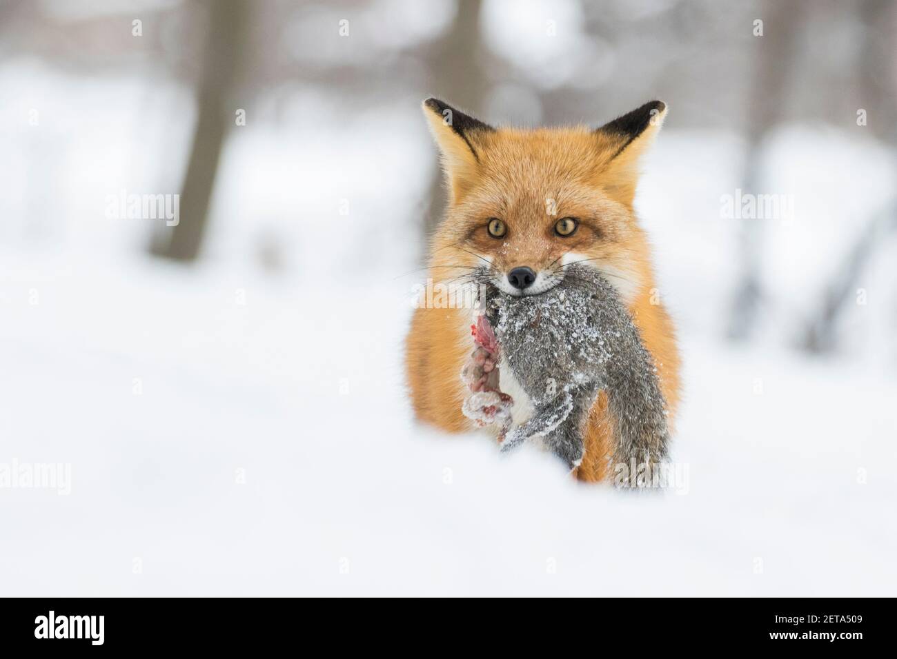 Red squirel snow hi-res stock photography and images - Alamy