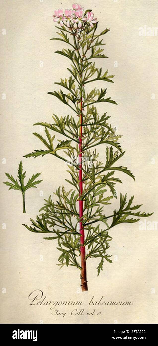 Pelargonium scabrum B543 Stock Photo - Alamy