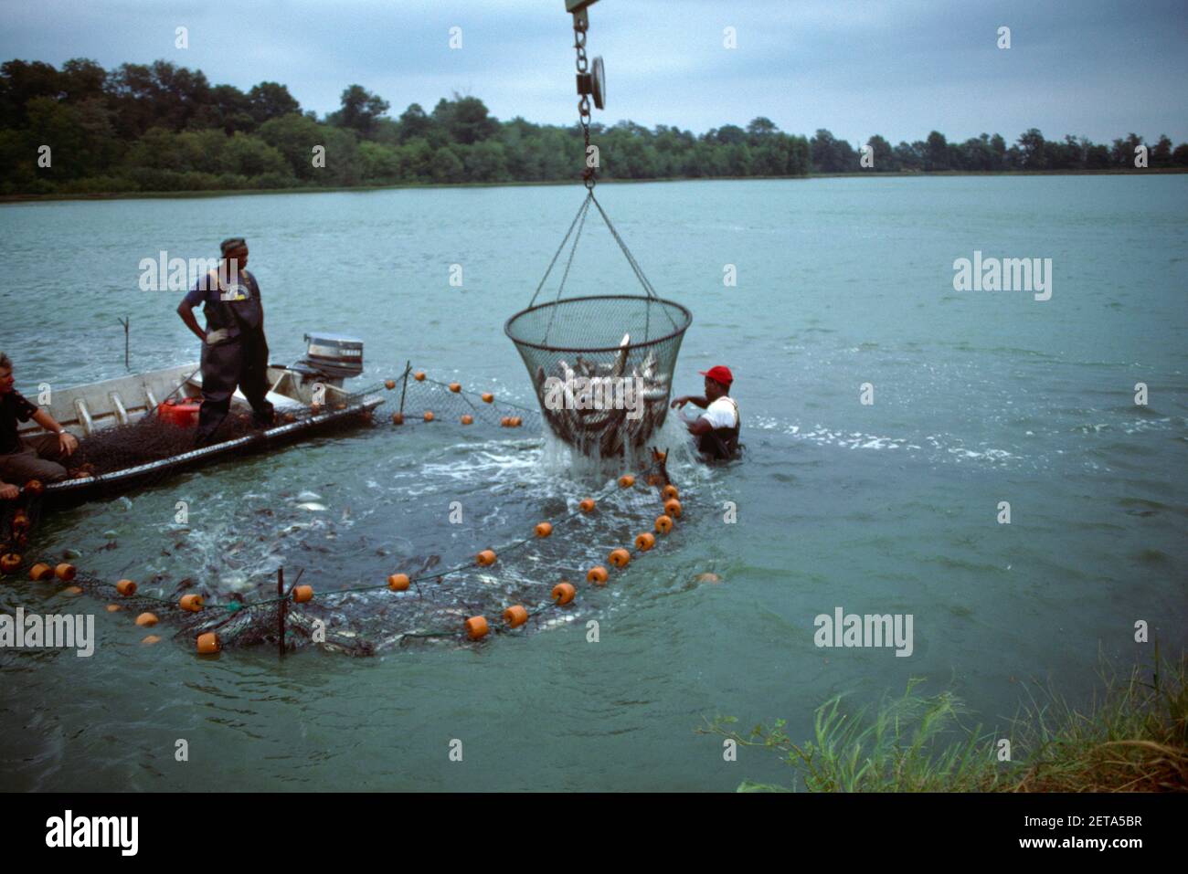 Mississippi cat hi-res stock photography and images - Alamy