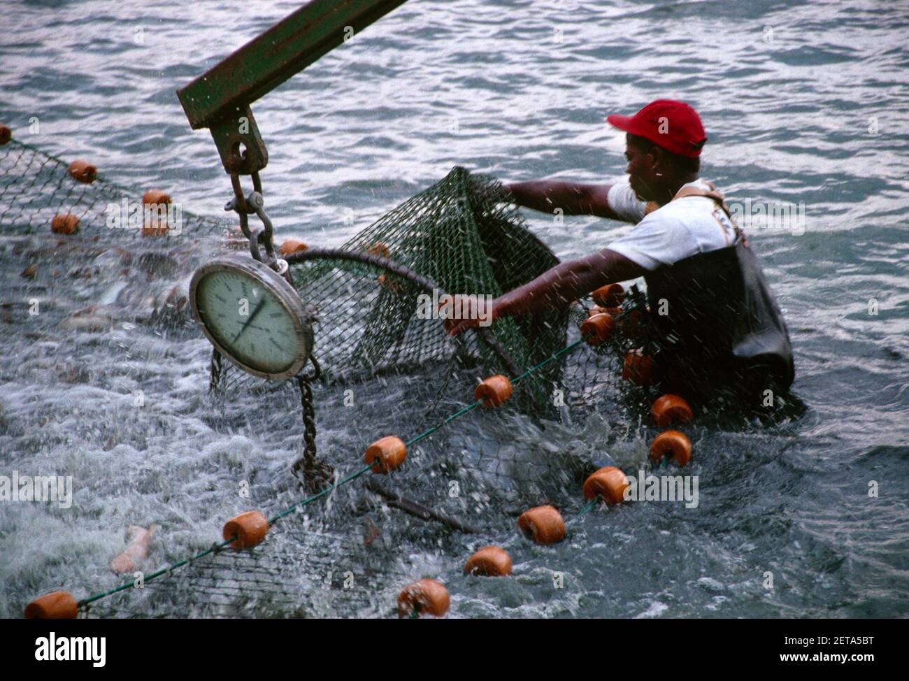 Mississippi USA Fisherman Weighing Catch at Cat Fish Farm Stock Photo ...