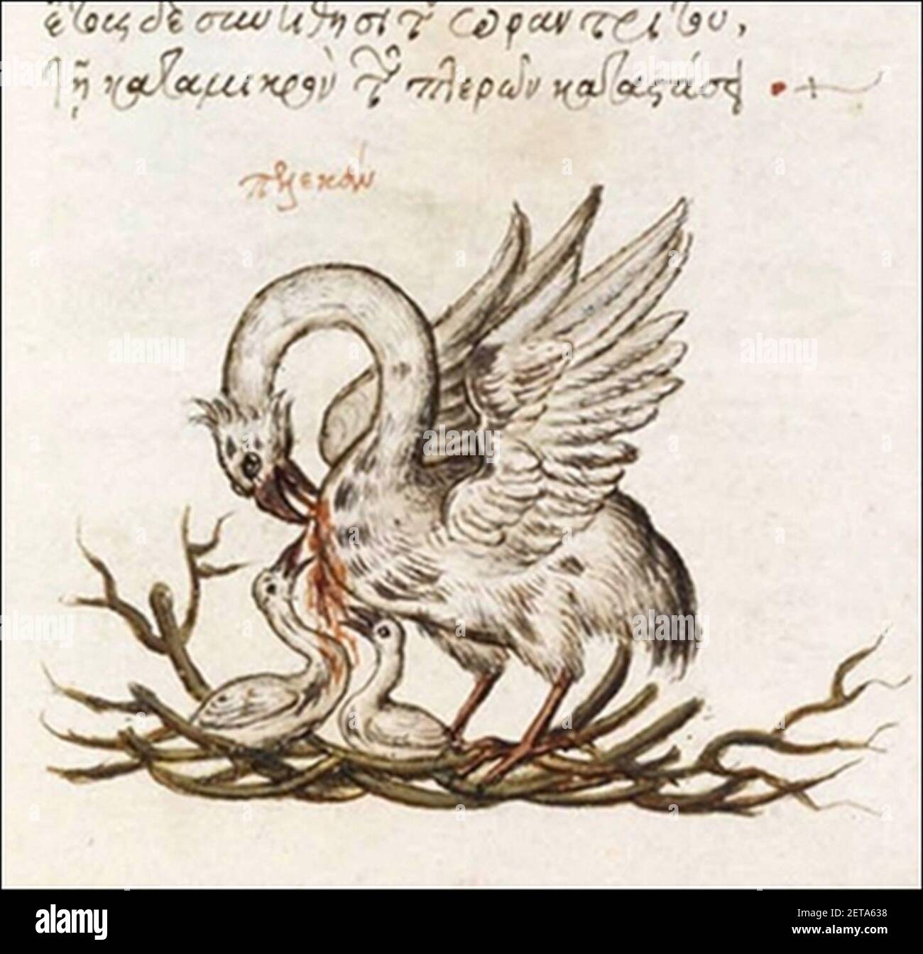 PelicanInPiety Drawing GreekManuscript Stock Photo - Alamy