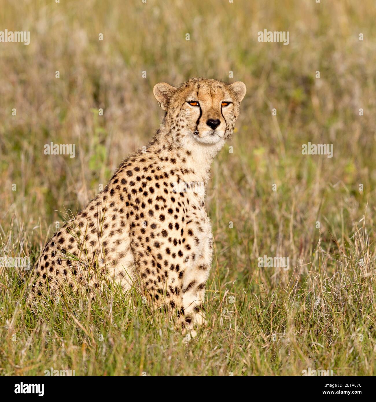 Meru national park cat hi-res stock photography and images - Alamy