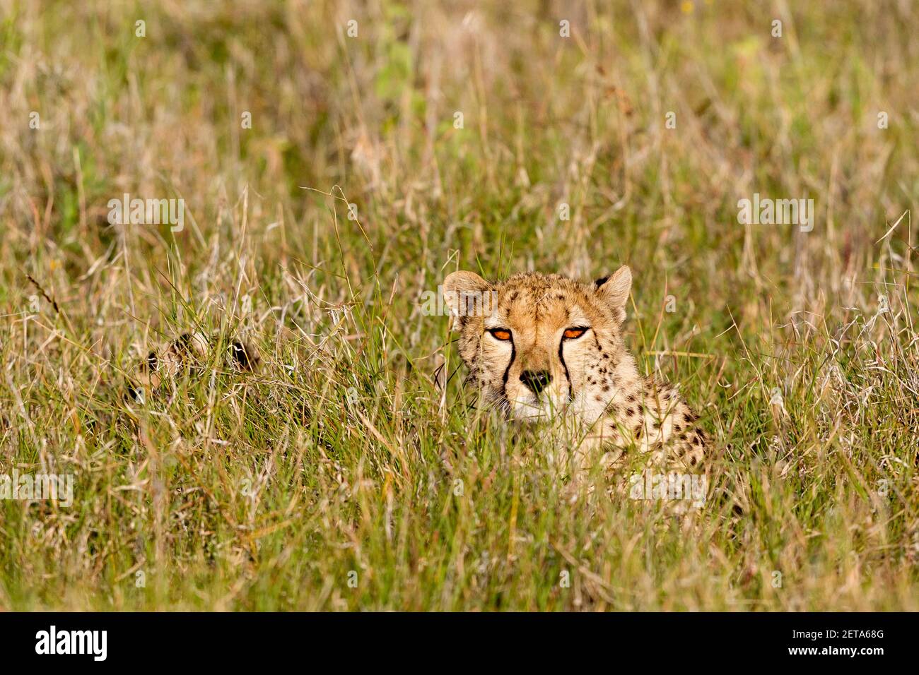 An adult female cheetah laying down and looking towards, in short ...