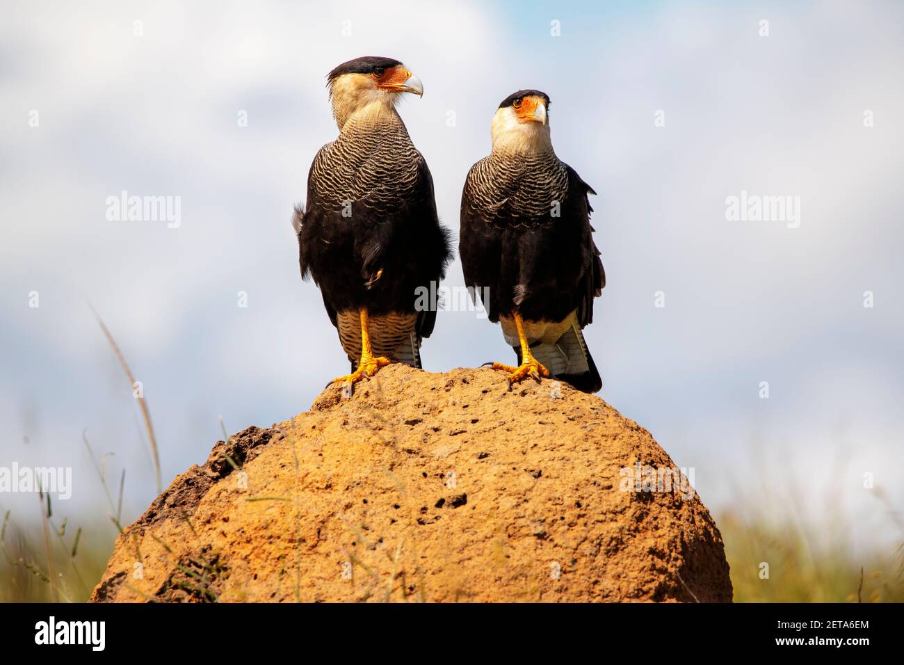 Brazil national bird hi-res stock photography and images - Alamy