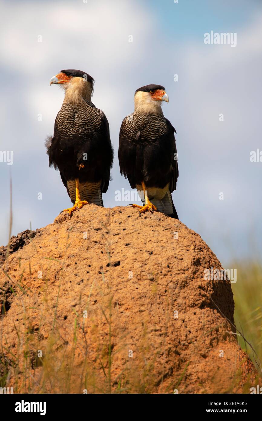 Brazilian National Bird High Resolution Stock Photography and Images ...