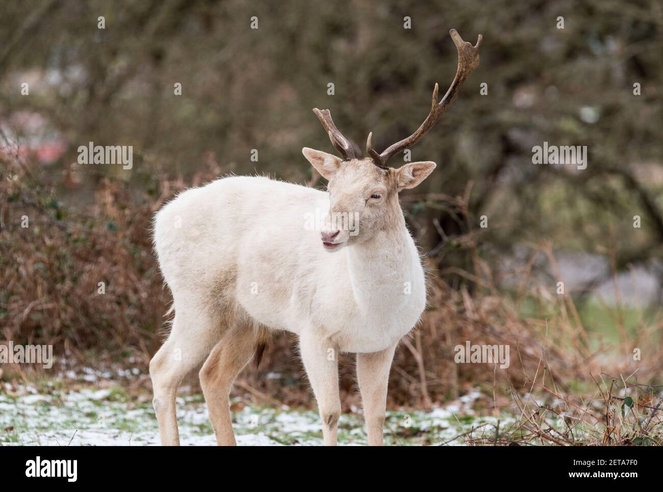 White Hart (Fallow Deer - Dama dama Stock Photo - Alamy