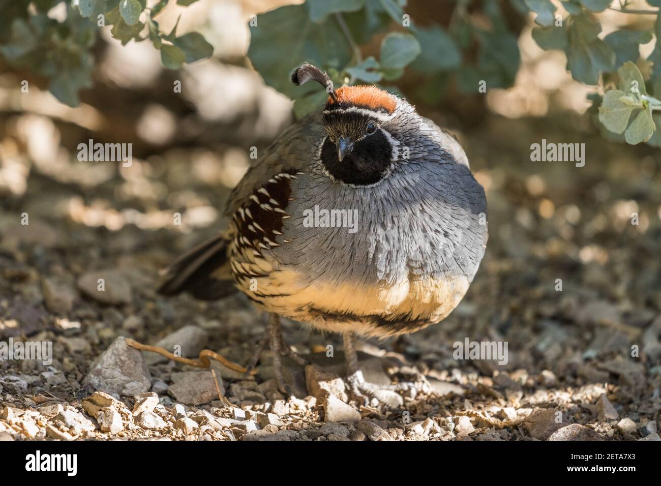 Gambel's quail, Callipepla gambelii, is a small quail that inhabits the ...